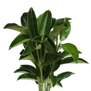 Bloomingmore Farm Direct Fresh Cut Israeli Ruscus 100 Stems 50 cm ...