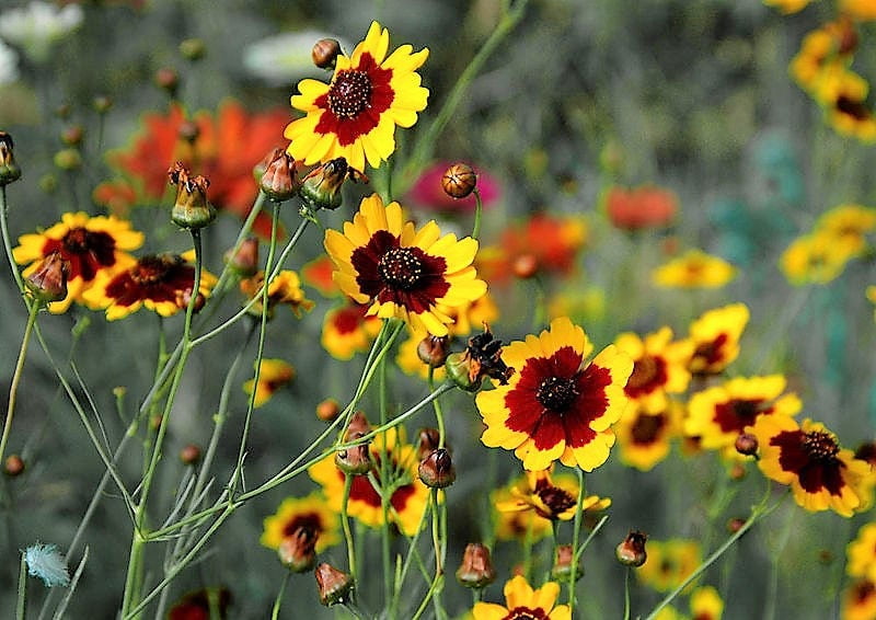 1000 PLAINS COREOPSIS (Golden Tickseed) Coreopsis Tinctoria Flower ...