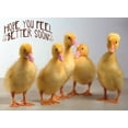 Fun Friends - Boxed Assorted Get Well Cards - Walmart.com