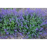 50 Lavender-Blue Persian Catmint Plant, Nepeta Racemosa Flower Seeds ...