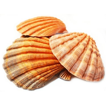 Set of 50: Mexican Flat Scallop Shells Seashells Large 3" Crafts ...