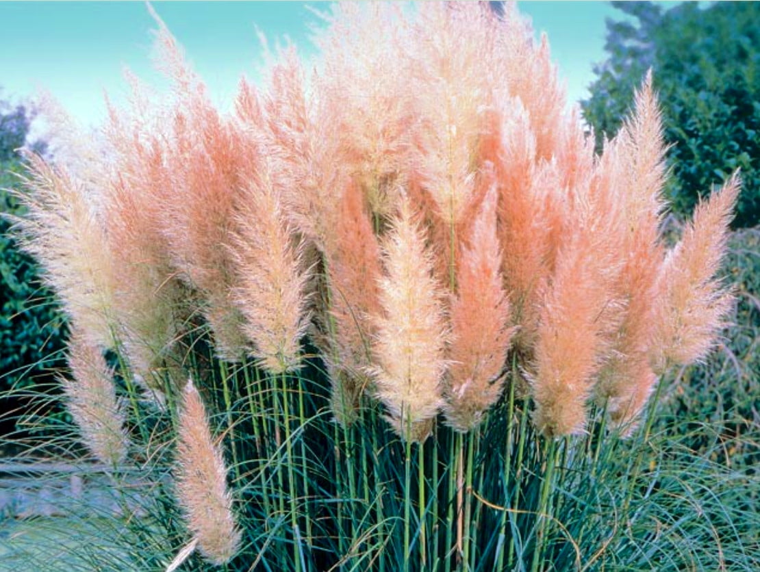 Pink Pampas Grass Cortaderia Selloana Rosea 25 Pot
