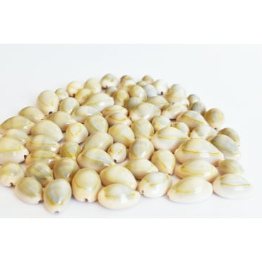 Set of 24 Center Cut Canarium Shells (2") Beach Crafts Coastal Cottage ...