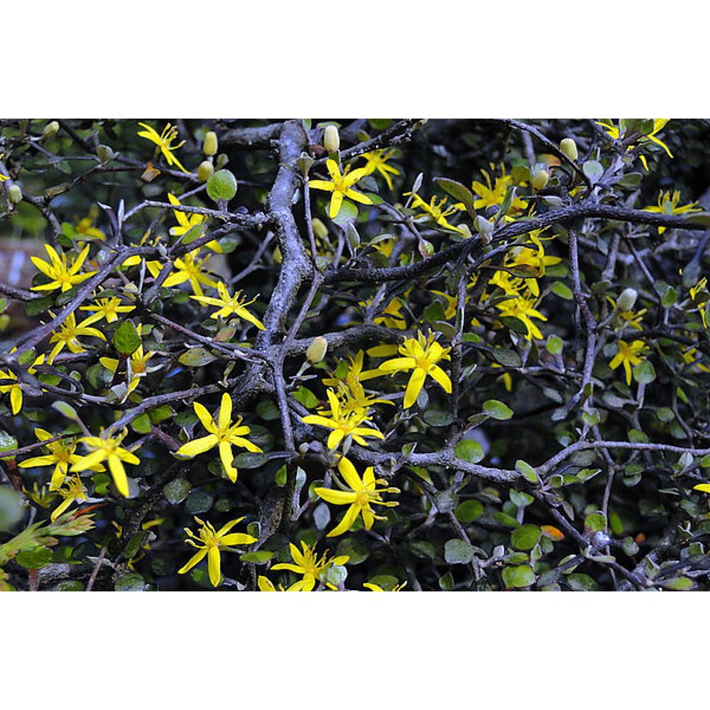 Silver Needle Ghost Tree - Corokia - 2.5" Pot - Fairy Garden Plant ...