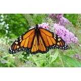 100 MIXED Colors Outdoor Butterfly Bush Buddleia Davidii Flower Shrub ...