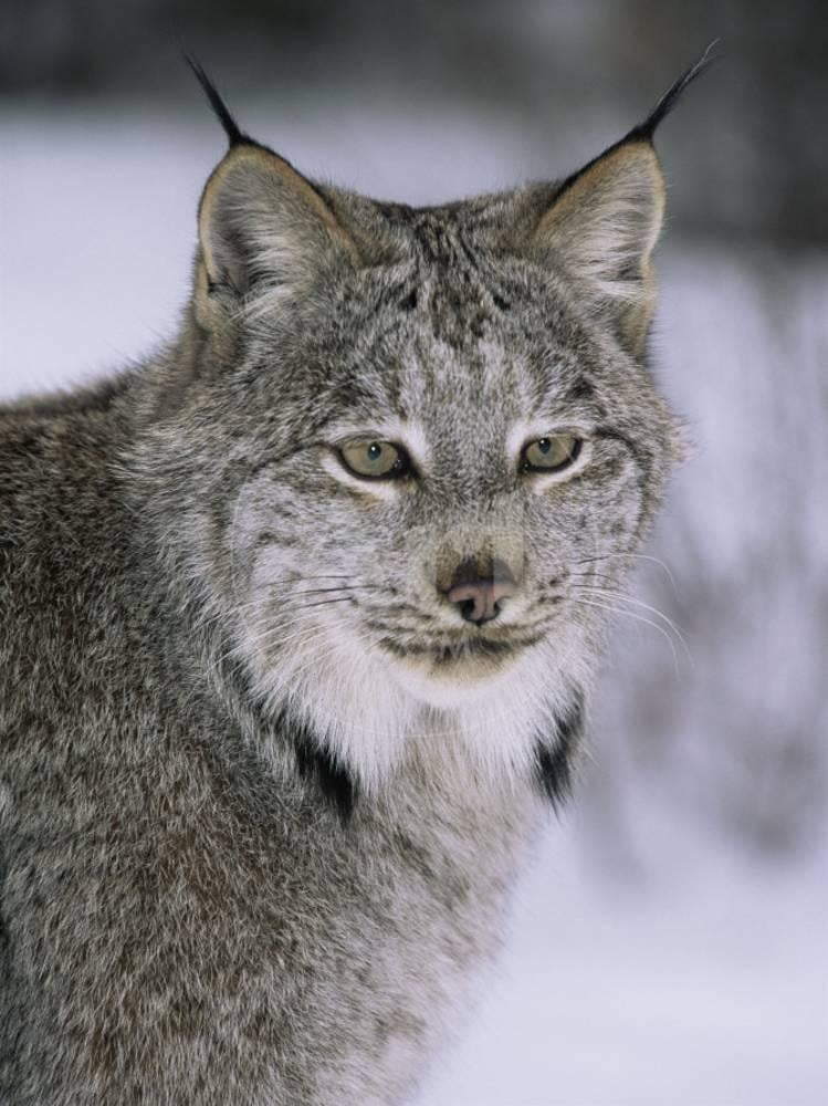 Lynx Portrait, USA, Animals Unframed Photographic Print Wall Art by ...