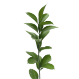 60 Stems of Ruscus Leaves- Beautiful Fresh Cut Flowers- Express ...