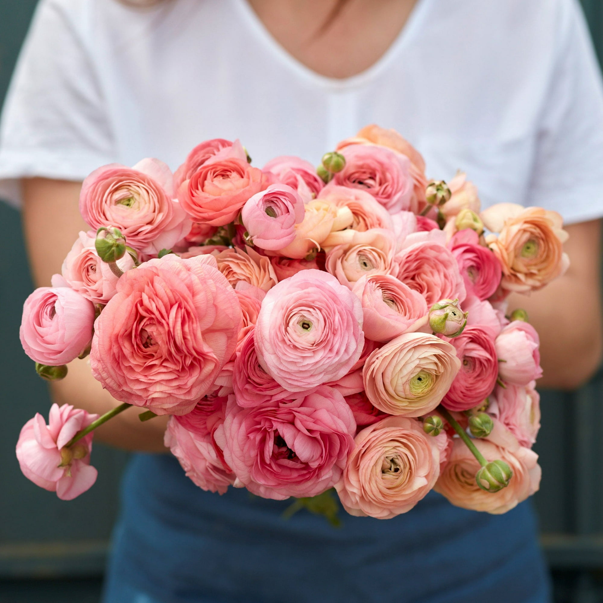 Peach Ranunculus Flowers