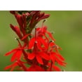 300 CARDINAL FLOWER LOBELIA Cardinalis Flower Seeds - Walmart.com