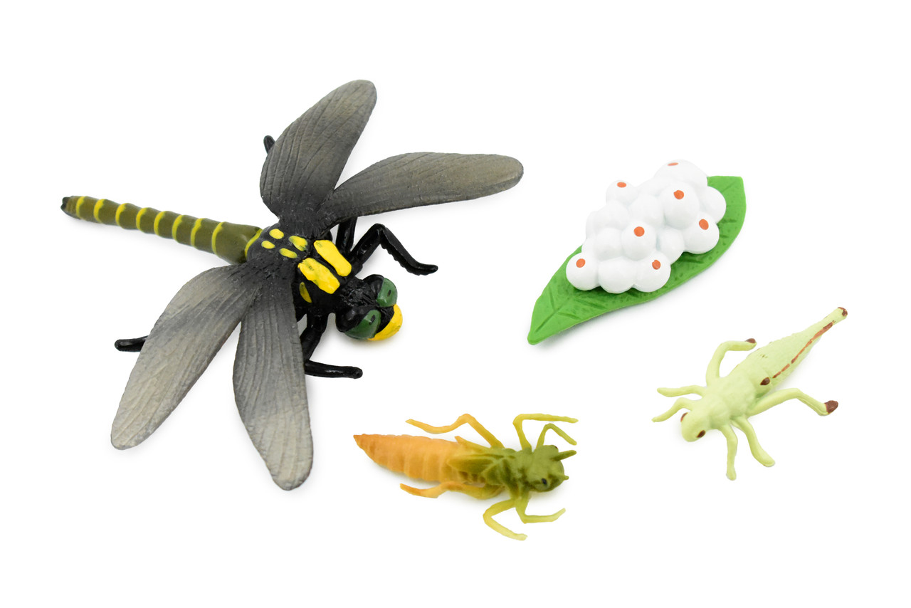 Dragonfly, Life Cycle of a Dragon Fly, 3 Stages, Museum Quality, Hand ...