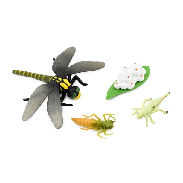 Dragonfly, Life Cycle of a Dragon Fly, 3 Stages, Museum Quality, Hand ...