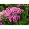 Tutti Frutti Apricot Delight Yarrow - Achillea for Sun Lovers - Garden ...
