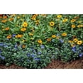 Blue Daze 1 Large Gallon Size Plant Evolvulus Glomerata Low Maintenance ...