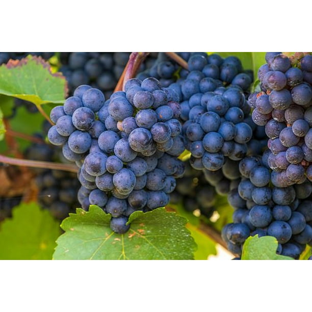 Rooting Grape Vines