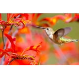 10 RED LUCIFER CROCOSMIA Crocosmia Masoniorum Flower Seeds - Walmart.com