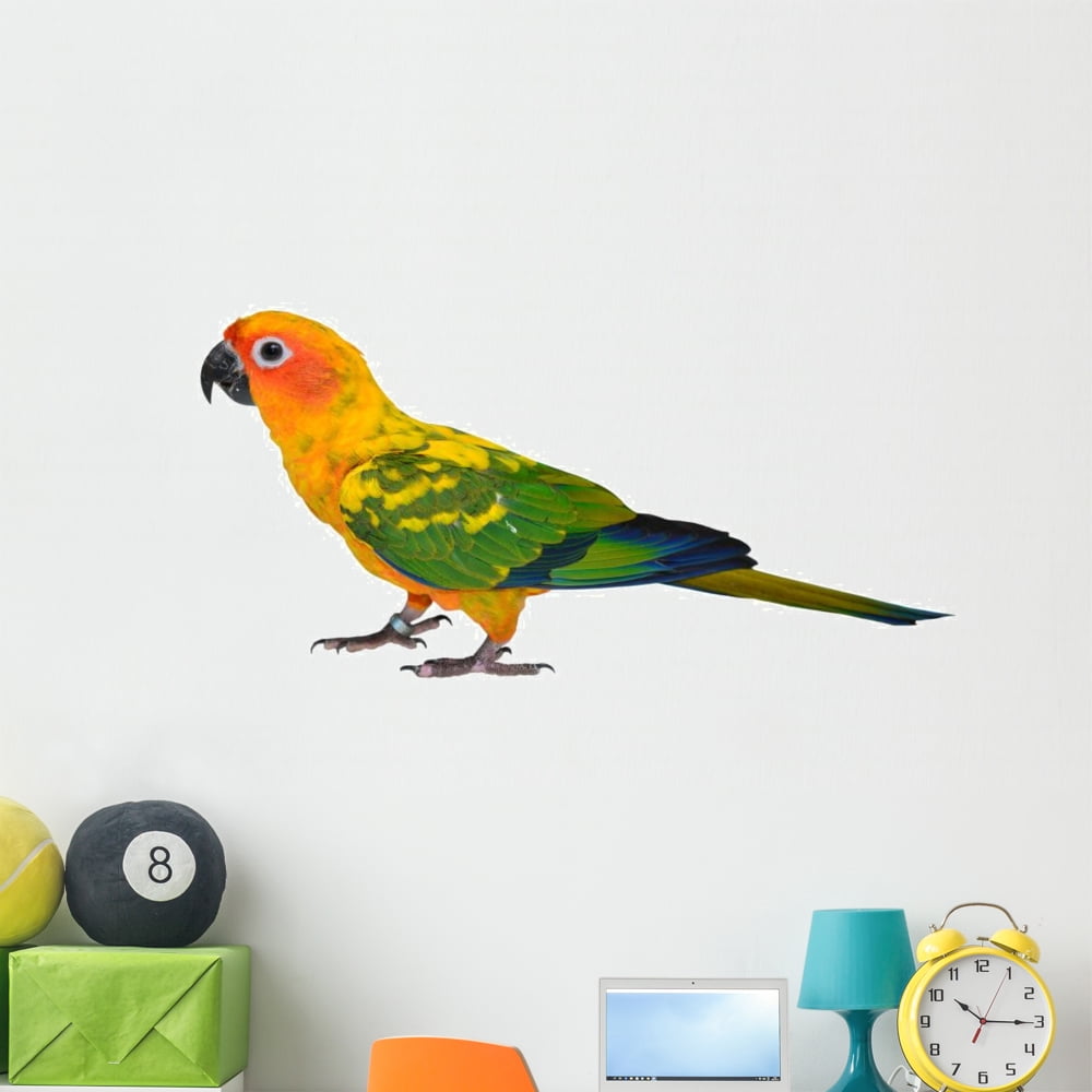 Sun Conure Parrot Bird Wall Decal by Wallmonkeys Peel and Stick Graphic ...