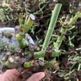 Perennial Colorful Rose Bulbs For Planting Beautify Environment ...