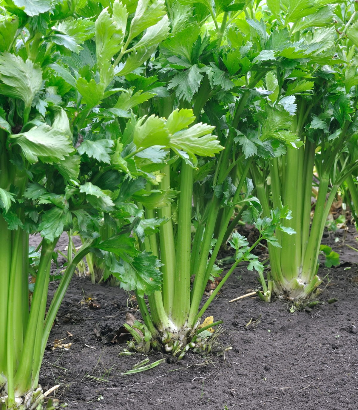 Earthcare Seeds - Celery Tall Utah 1500 Seeds (Apium Graveolens ...