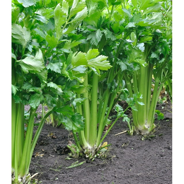 Earthcare Seeds - Celery Tall Utah 1500 Seeds (Apium Graveolens ...