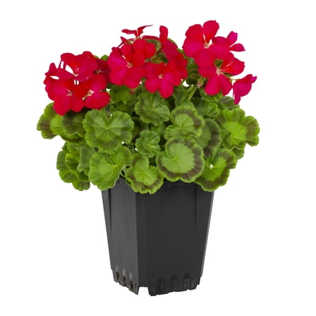 Expert Gardener 1PT Red Vinca Live Annual Plant Sun - Walmart.com