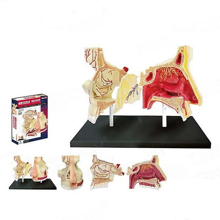 4d Human Body Model Removable Parts Education Organs Model For Teaching ...