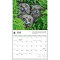 Calendar Ink, Owls WWF 2025 Wall Calendar - Walmart.com