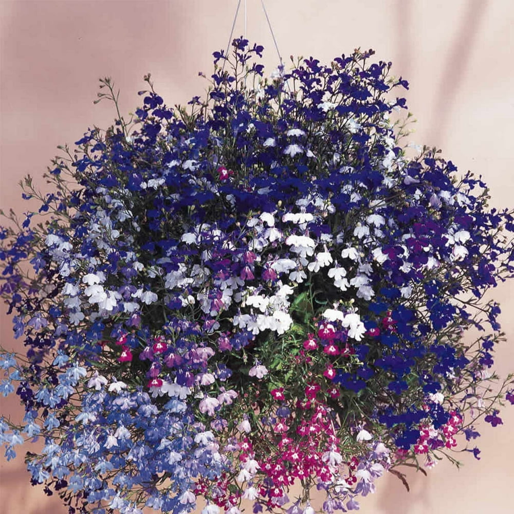 Lobelia Flower Garden Seeds - Regatta Series, Color Mix - 1000 Seeds ...