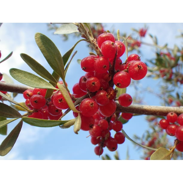 20 SILVER BUFFALOBERRY Shepherdia Argentea Red Fruit Native Bullberry ...
