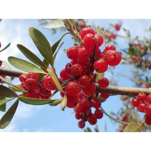 20 SILVER BUFFALOBERRY Shepherdia Argentea Red Fruit Native Bullberry ...