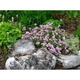 500 PINK ROCK SOAPWORT Saponaria Ocymoides Flower Seeds - Walmart.com