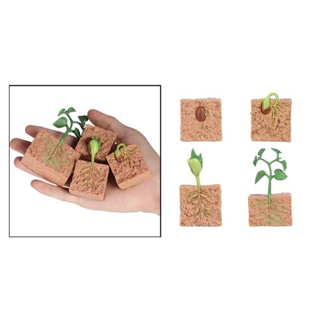 1 Set Seed Life Cycle Model Stages Toys with Home Creative Plant Growth ...