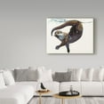 Free Shipping! Trademark Fine Art Mark Adlington Otter Study II ...