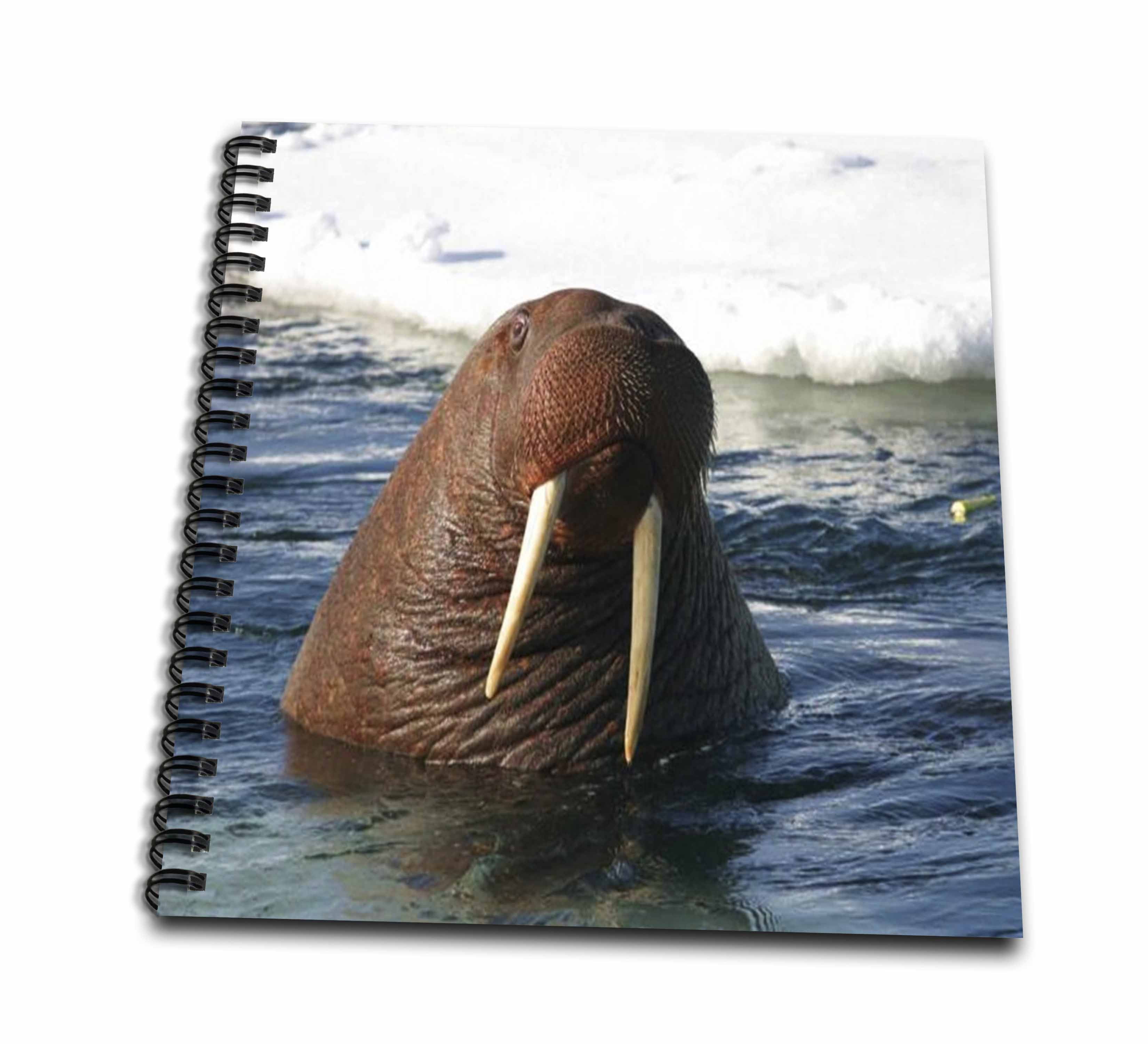 3dRose Bull Walrus - Drawing Book, 8 by 8-inch - Walmart.com