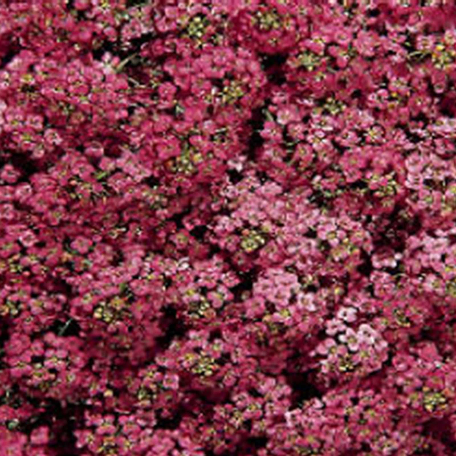 Alyssum Wonderland Series Flower Garden Seeds: Deep Rose - Approx 5000 ...