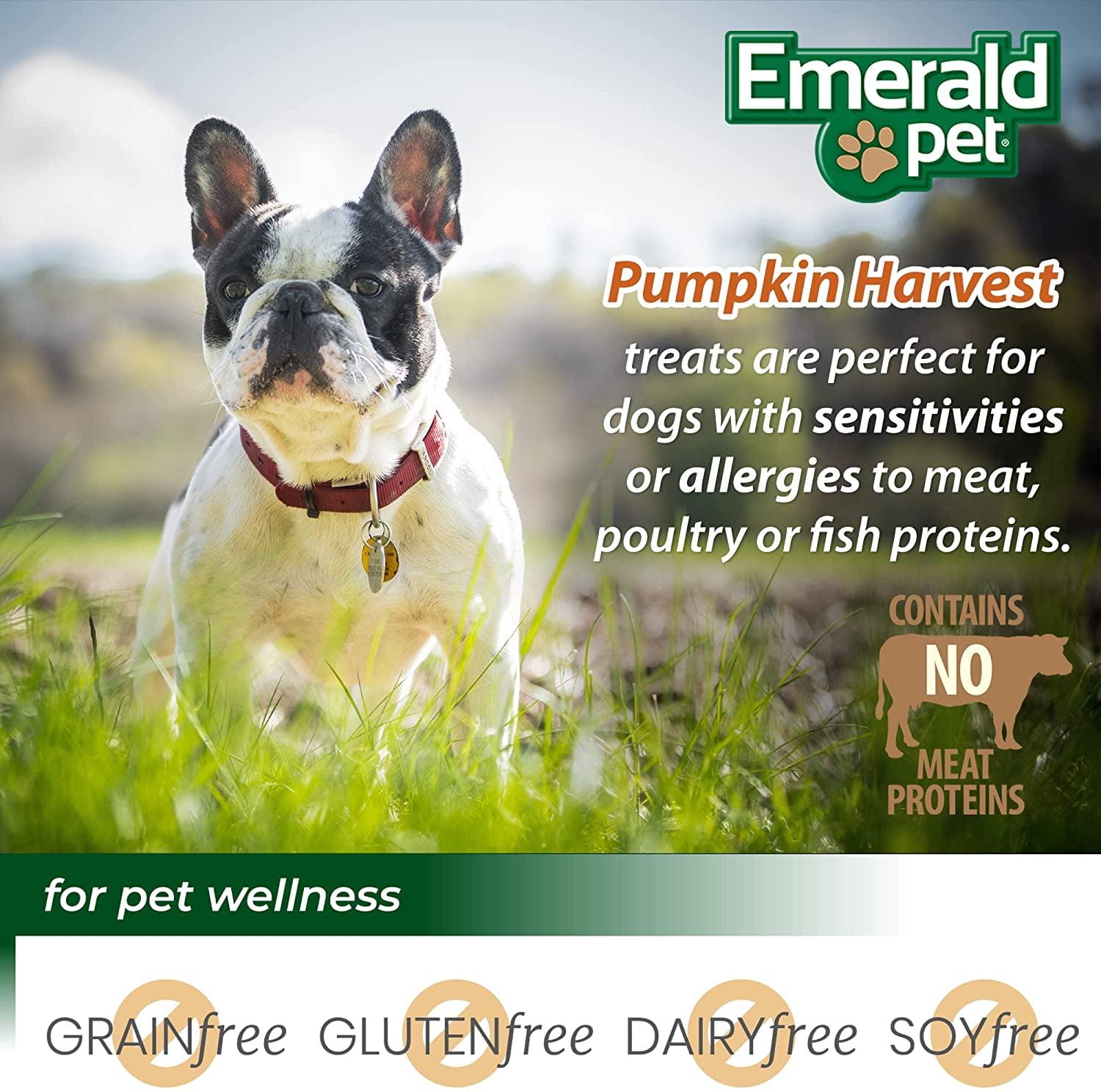 How Often Do You Need To Professionally Groom A Serrano Bulldog