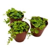 String of Turtles, Peperomia prostrata, Vining Plant, Live in a 4 inch Pot by BubbleBlooms ...