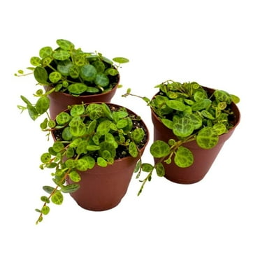 Succulent Strings Set of 3, Variegated String of Hearts, Turtles ...