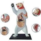 Brown Bear Anatomy Model - Walmart.com