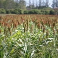 Premium Japanese Millet Seed 50 lbs - Fast-Growing, Ideal for Food ...