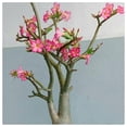 Desert Rose for Planting (Non-Artificial), Mixed Color – Perfect for ...