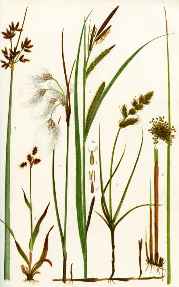 Wild grasses. 1.Bulrush 2.Field Woodrush 3.Cotton grass 4.Slender ...