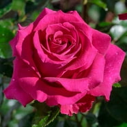 Heirloom Roses - Purple Beauty Hybrid Tea Rose Bush - Fragrant Roses ...