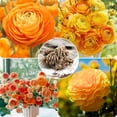 25 Ranunculus Bulbs for Spring Planting, Perennial Flowers Bulbs for ...