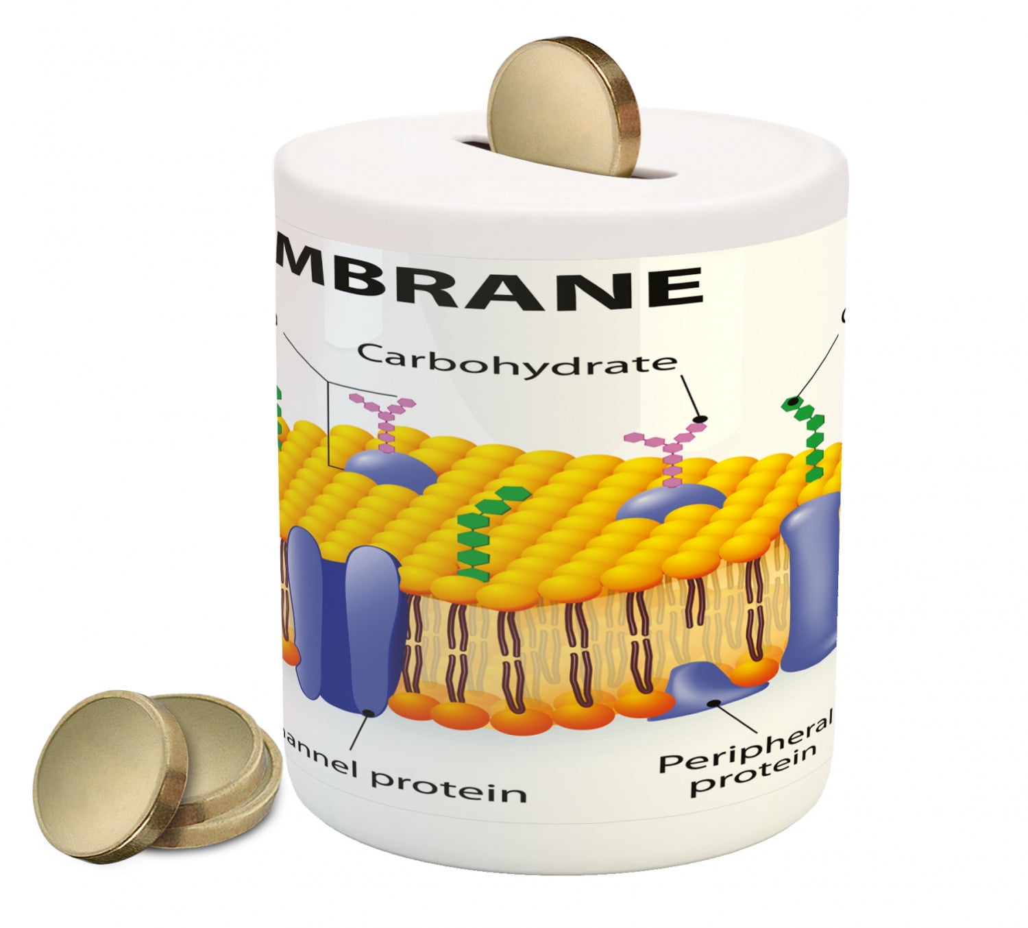 Science Piggy Bank, Detailed Diagram of Membrane Cell Structure Types ...