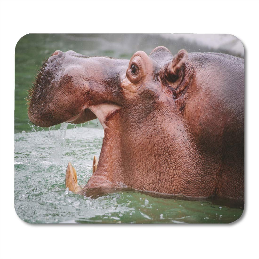 Click here for Nudecor Zoo Amphibians Hippo Yawning In Water Cani... prices