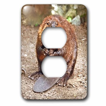 RV Designer S831 AC Contemporary Dual Outlet Speedwire With Cover Plate ...