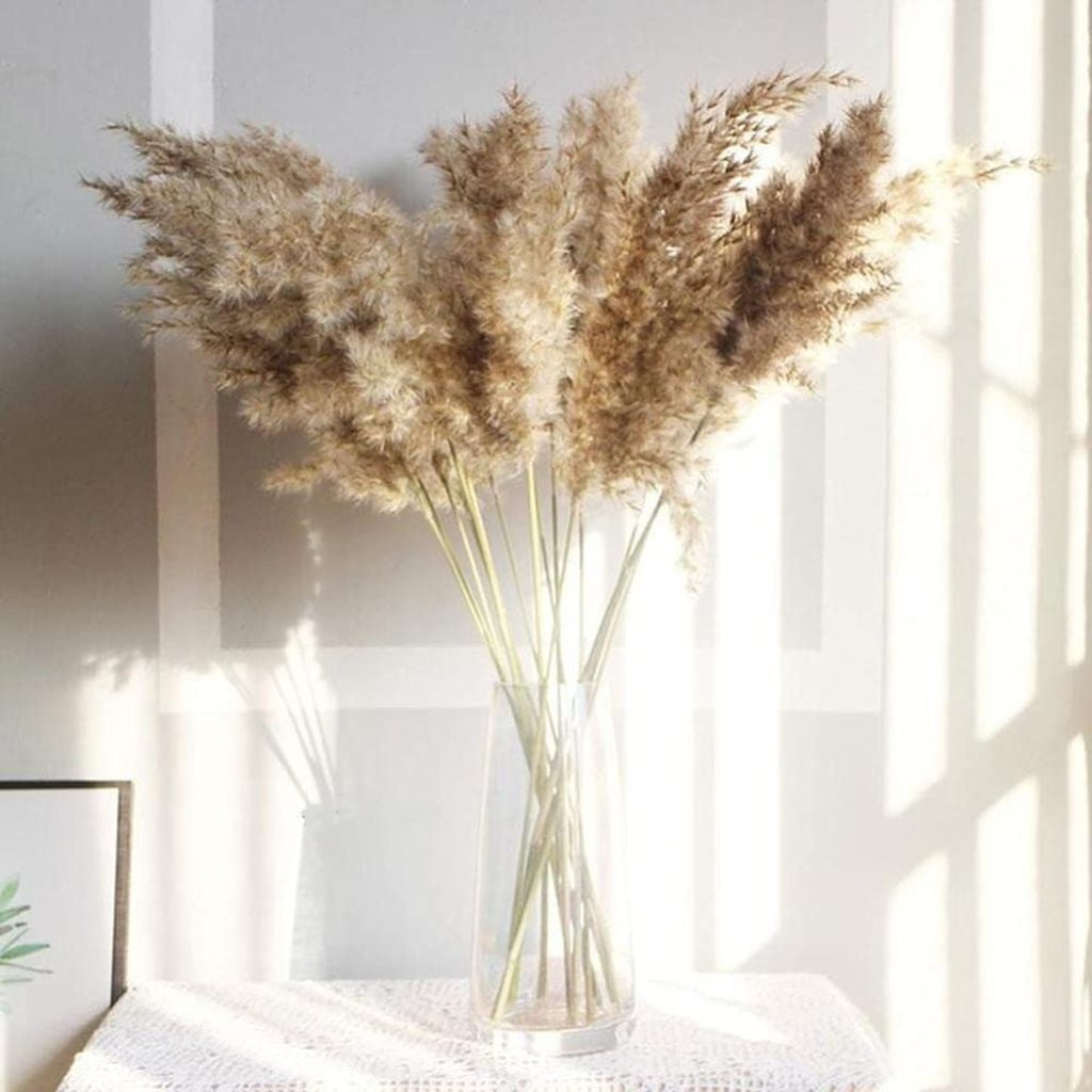 Click here for Dutchman Stunning Tall Pampas Grass  Perfect For B... prices