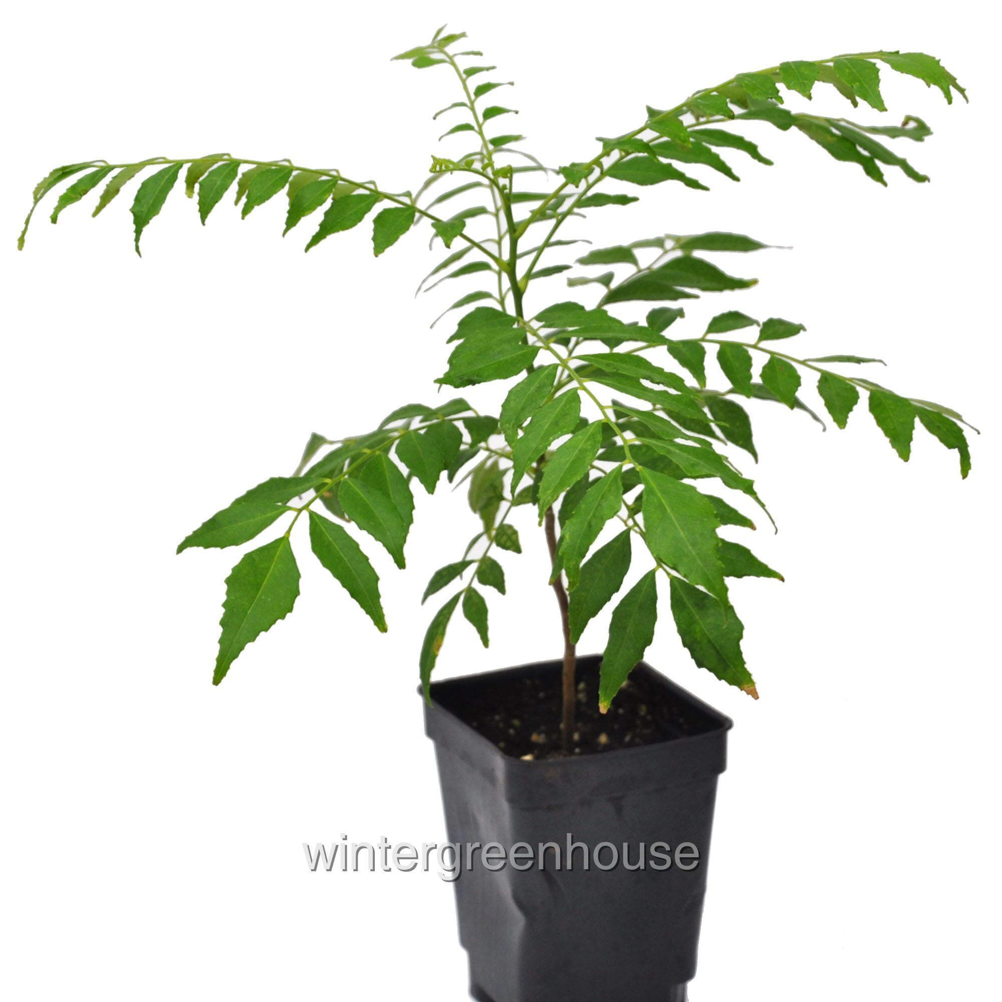 Curry Leaves Tree