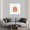 12 Cranial Nerves Poster Nursing Cheat Sheet Clinic Wall Art (9) Canvas ...