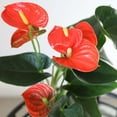 Just Add Ice 14-18" Tall Coral Anthurium Live Plant in 5" Moss Topped ...